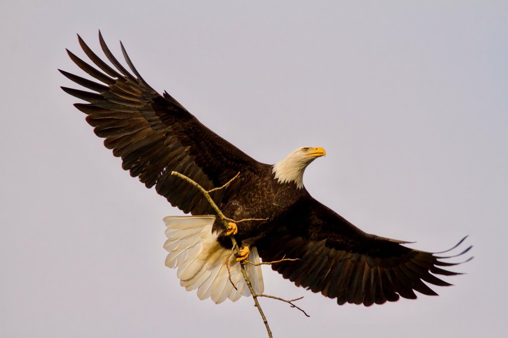 A selection of eagle facts you probably didn’t know about · Jenny in ...